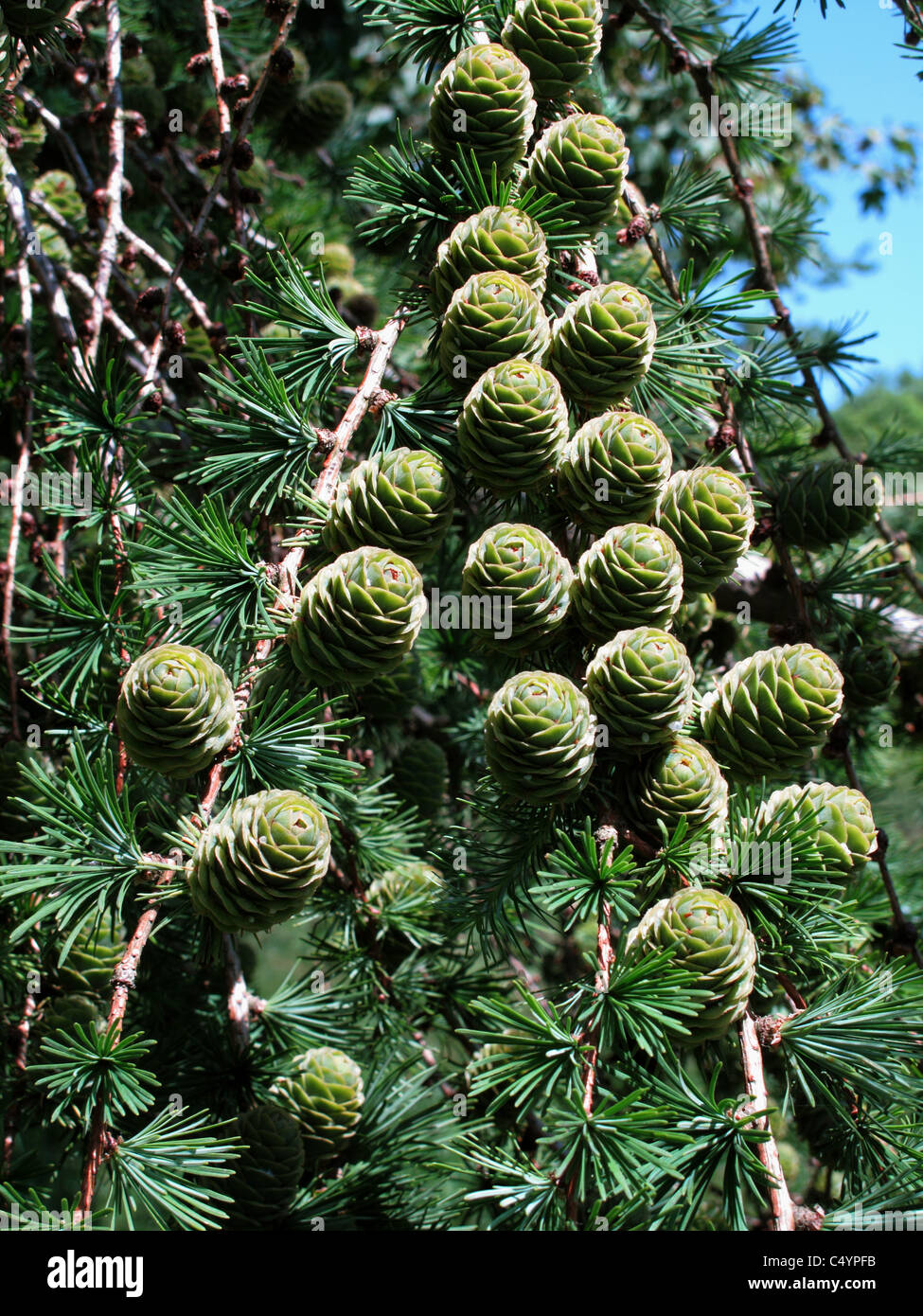 Young cones on larch (Larix decidua) among early season needle growth ...