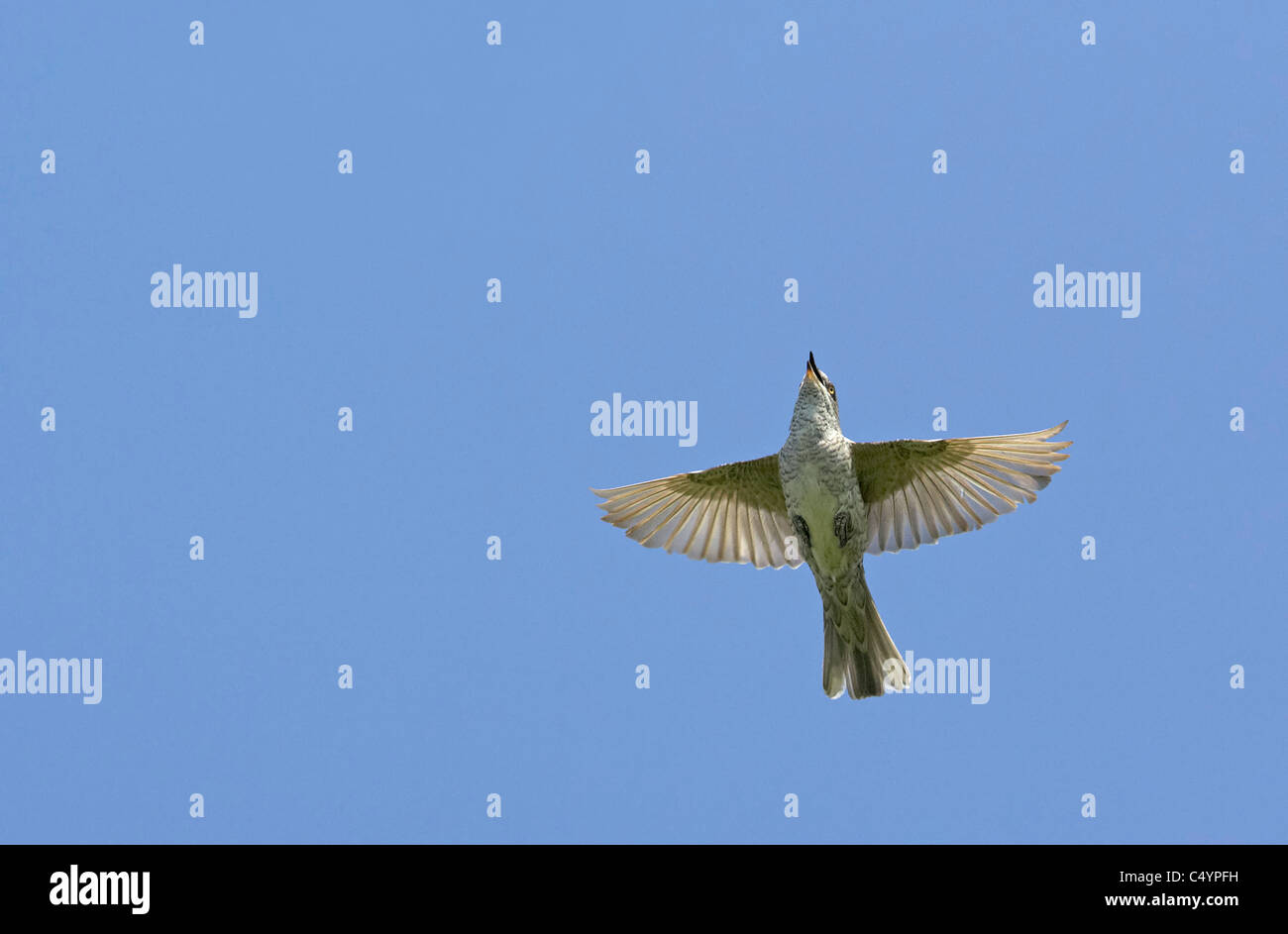 Barred Warbler (Sylvia nisoria), adult male in flight Stock Photo - Alamy
