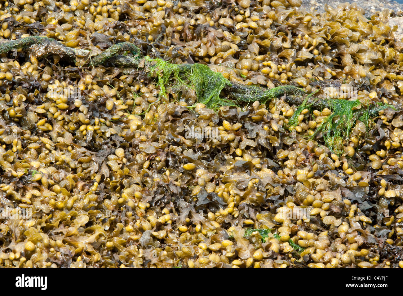 Flat Wrack (Fucus spiralis) fronds growing on exposed shore at low tide ...