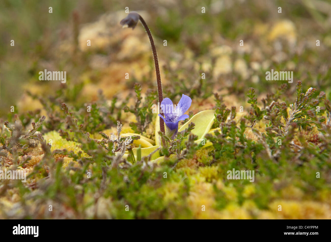 Common milkwort (Polygala vulgaris) flowers Yell Shetland Subarctic ...