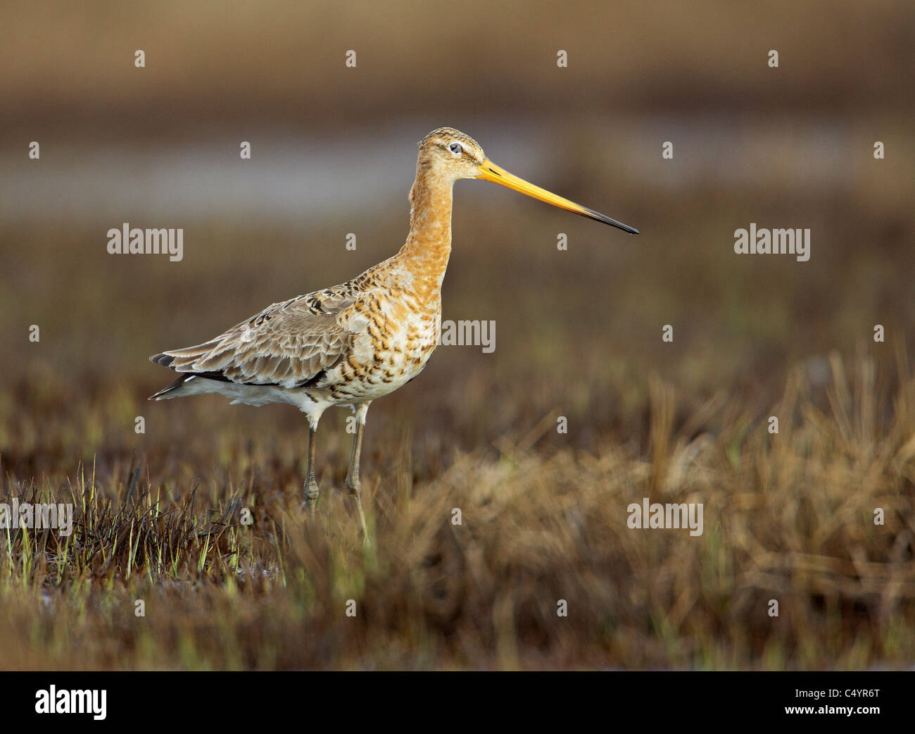 Black-tailed Godwit (Limosa limosa) standing in wetland Stock Photo - Alamy