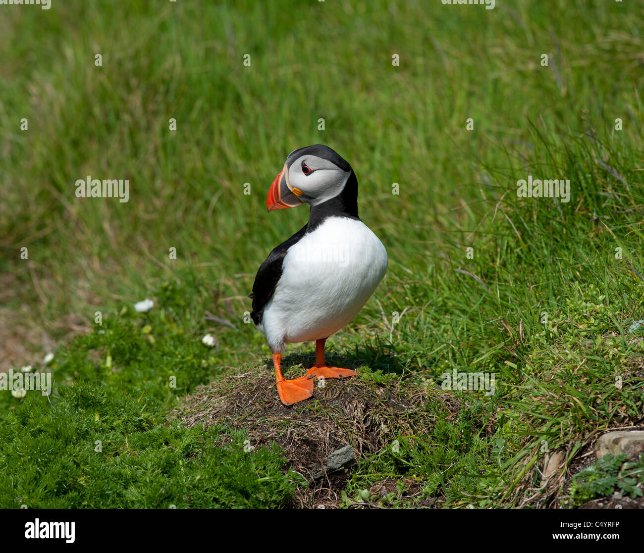 Puffin fledging hi-res stock photography and images - Alamy