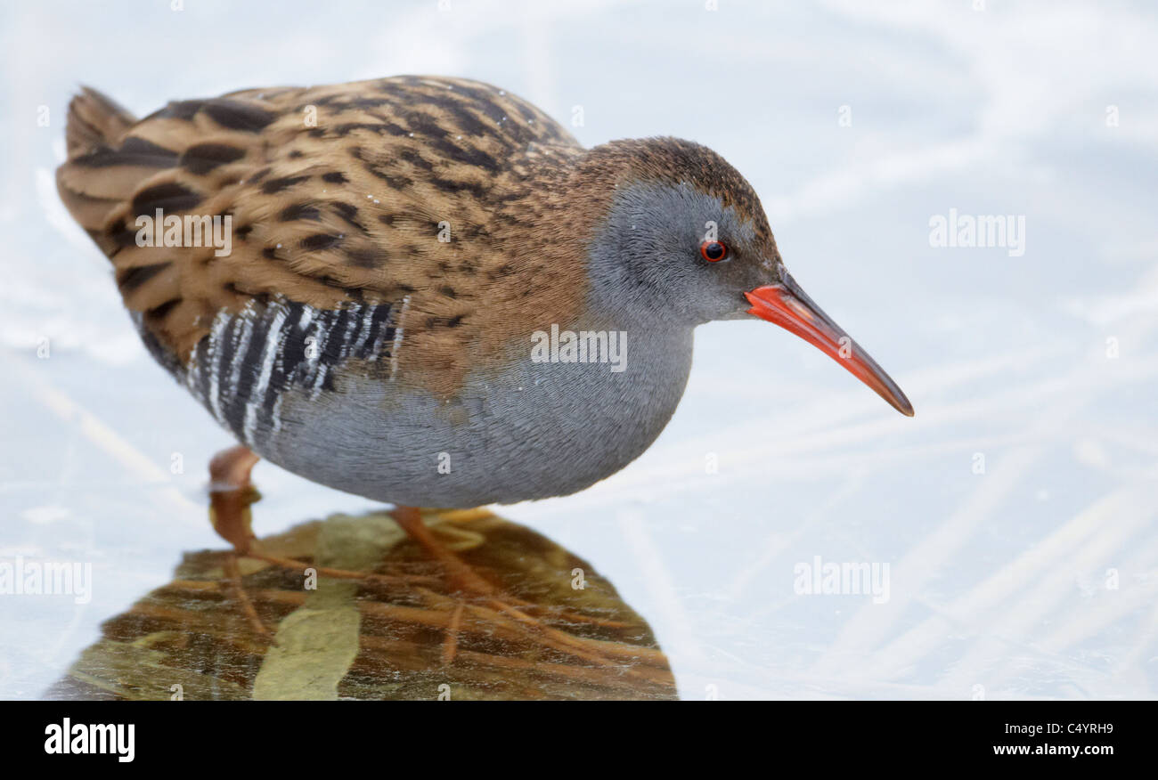 Water Rail (Rallus aquaticus) foraging in water Stock Photo - Alamy