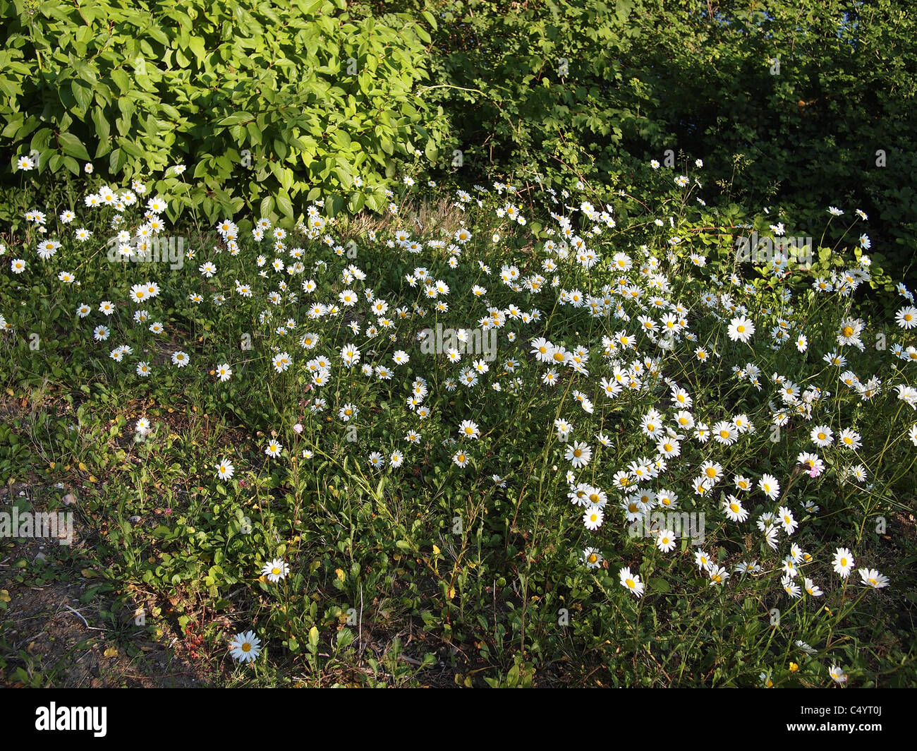 arrow valley country park redditch worcestershire Stock Photo - Alamy