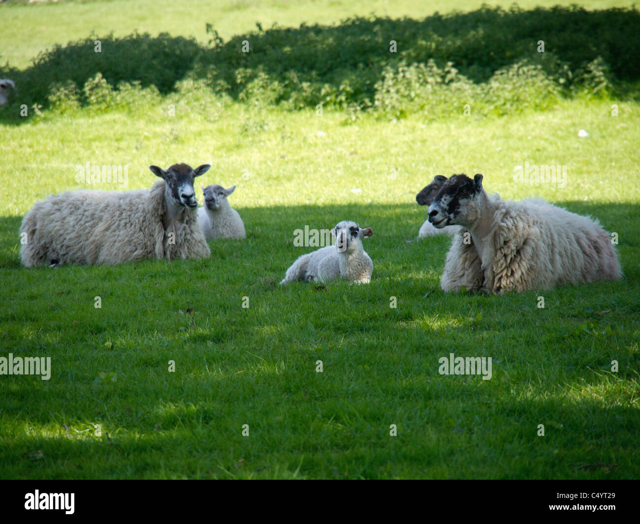 sheep animal farm farming agriculture wool livestock animal Stock Photo ...