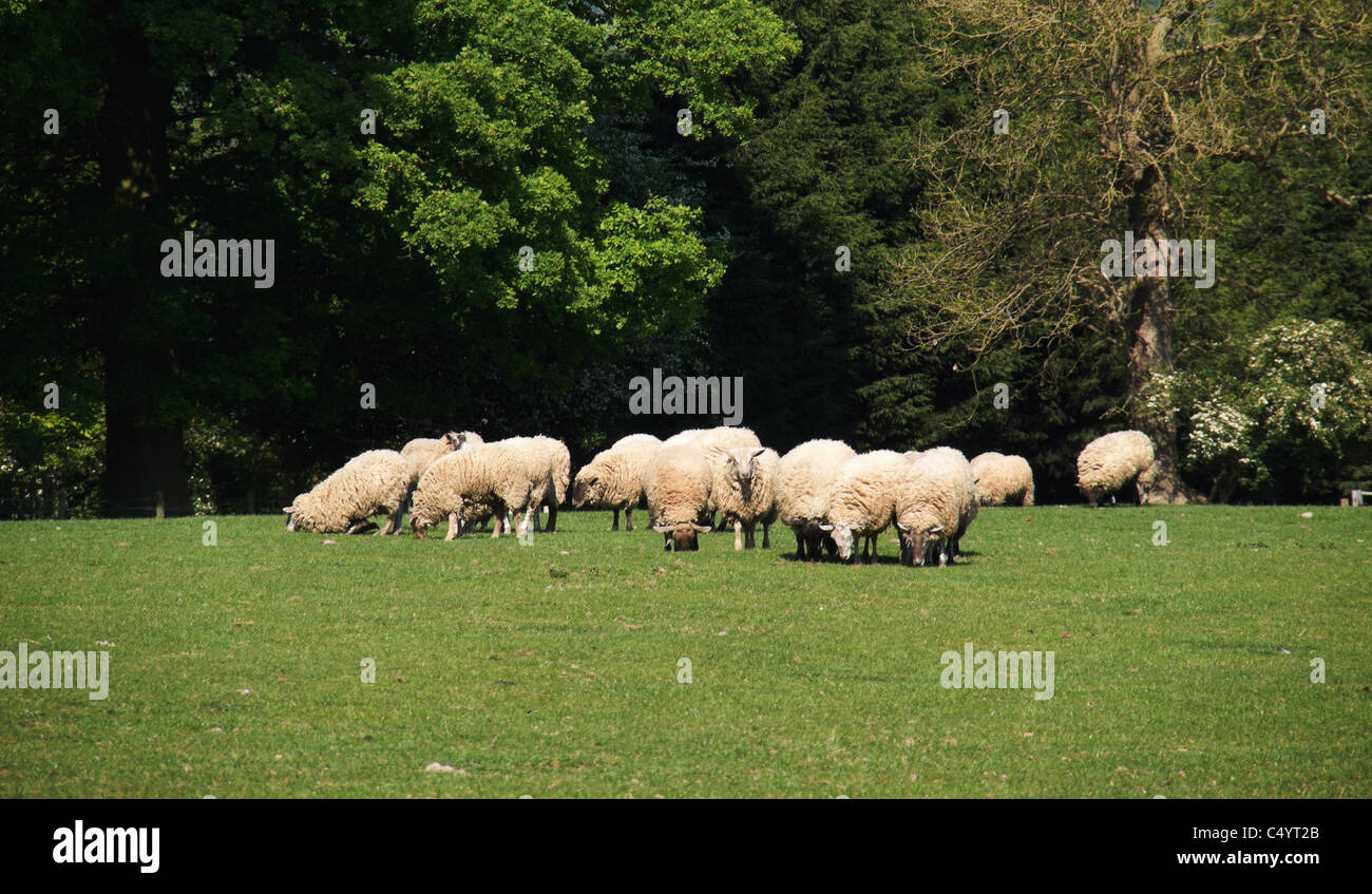 sheep animal farm farming agriculture wool livestock animal Stock Photo ...