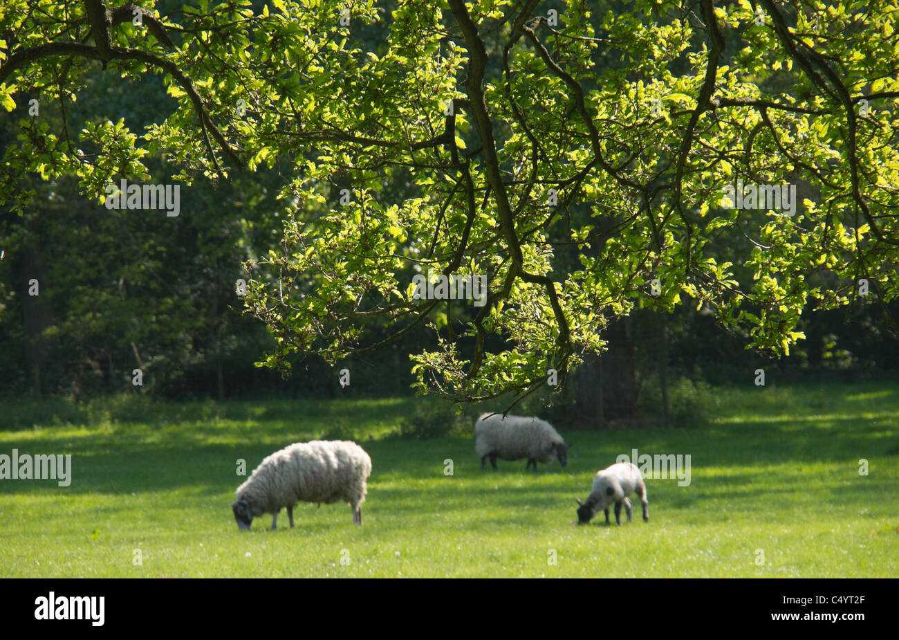 sheep animal farm farming agriculture wool livestock animal Stock Photo ...