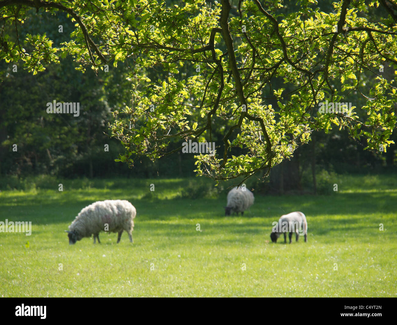sheep animal farm farming agriculture wool livestock animal Stock Photo ...