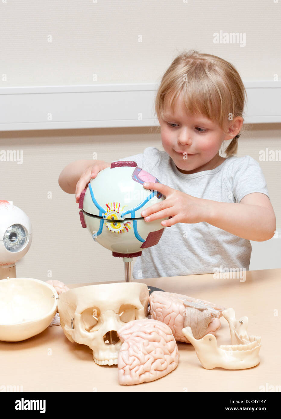 Cute litte girl (5 years old) playing with anatomical models of human ...