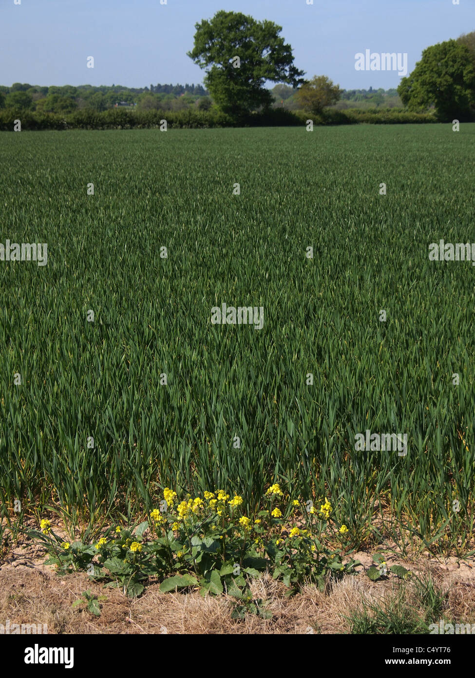 farm crops field agriculture warwickshire uk england Stock Photo - Alamy