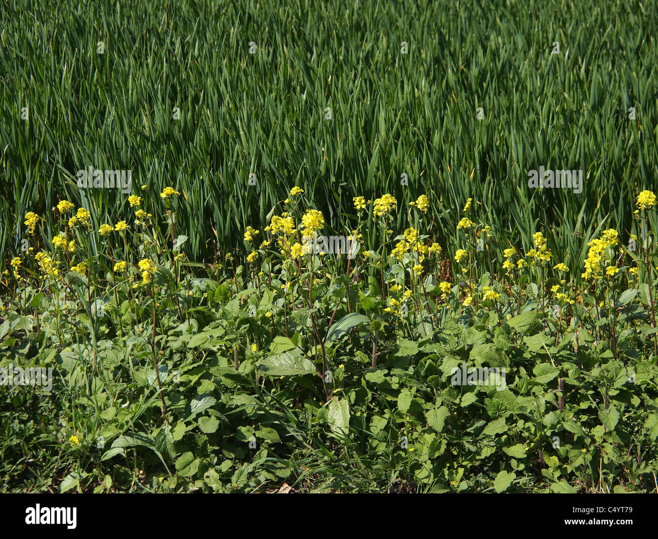 farm crops field agriculture warwickshire uk england Stock Photo - Alamy