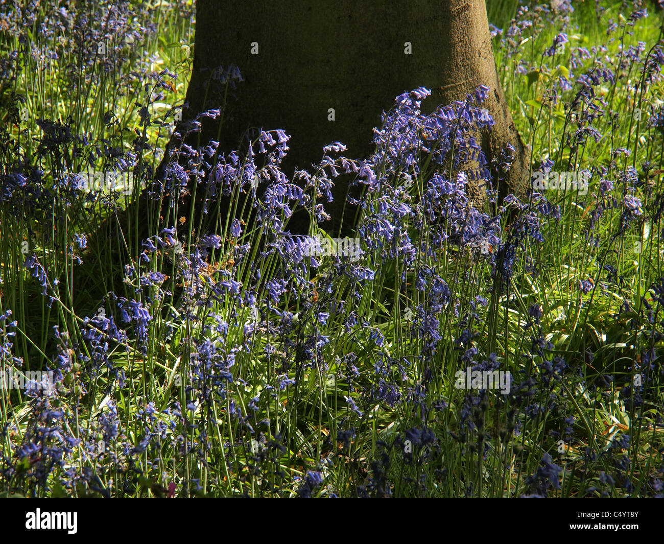 bluebells in wood green leaves trees behind Stock Photo - Alamy