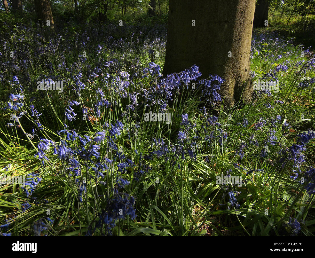 bluebells in wood green leaves trees behind Stock Photo - Alamy