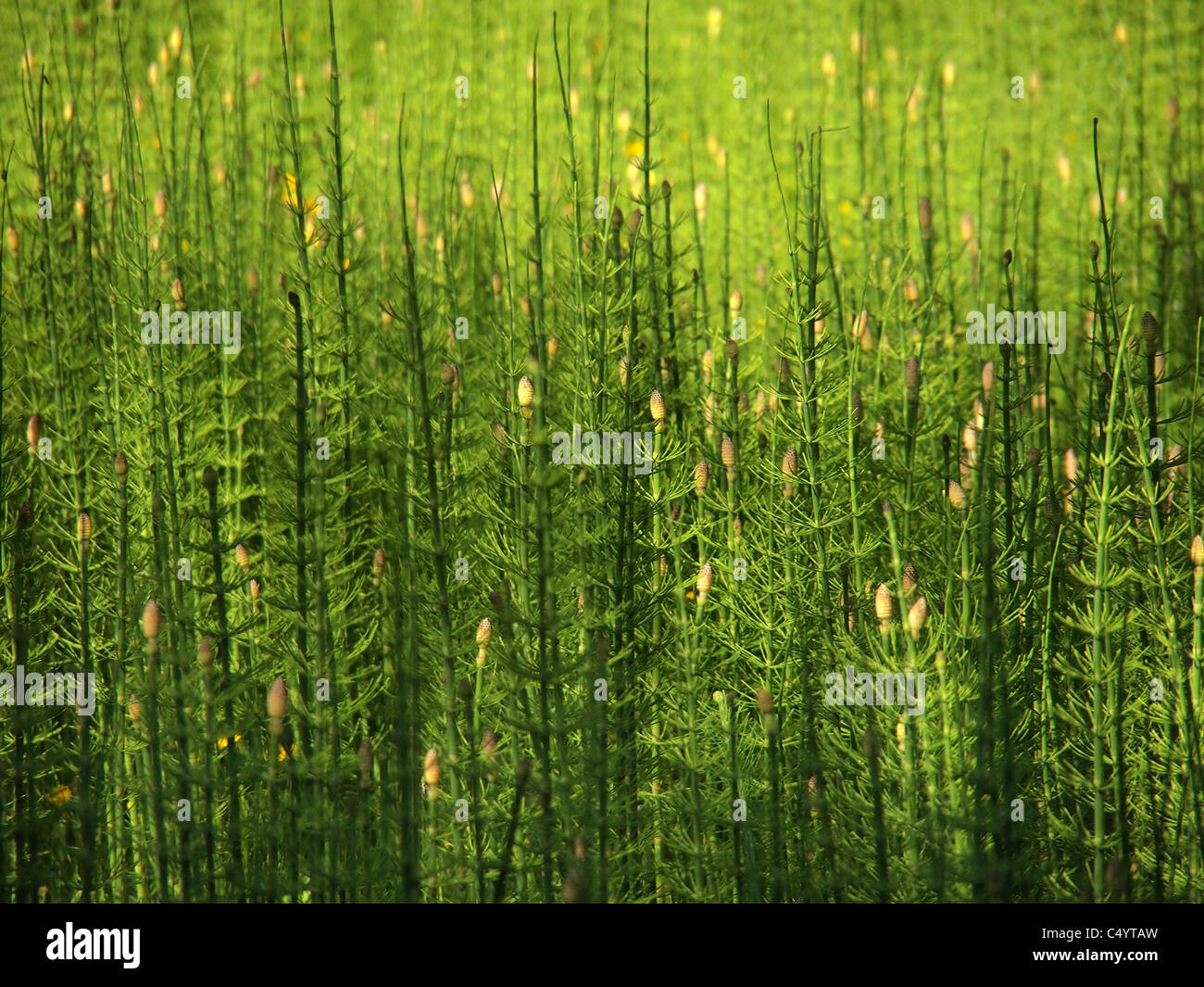 a wetlands conservation area and nature reserve Stock Photo - Alamy