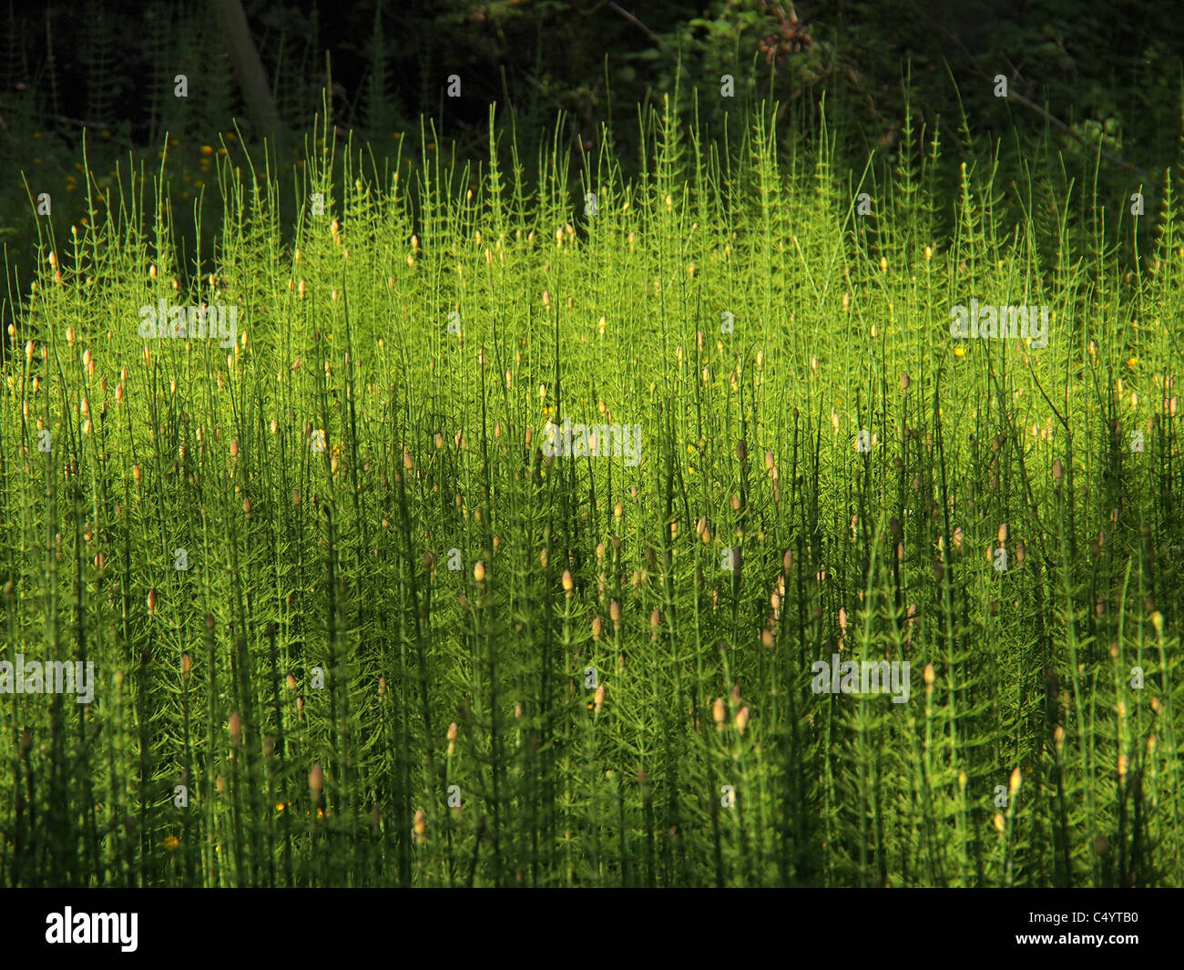 a wetlands conservation area and nature reserve Stock Photo - Alamy