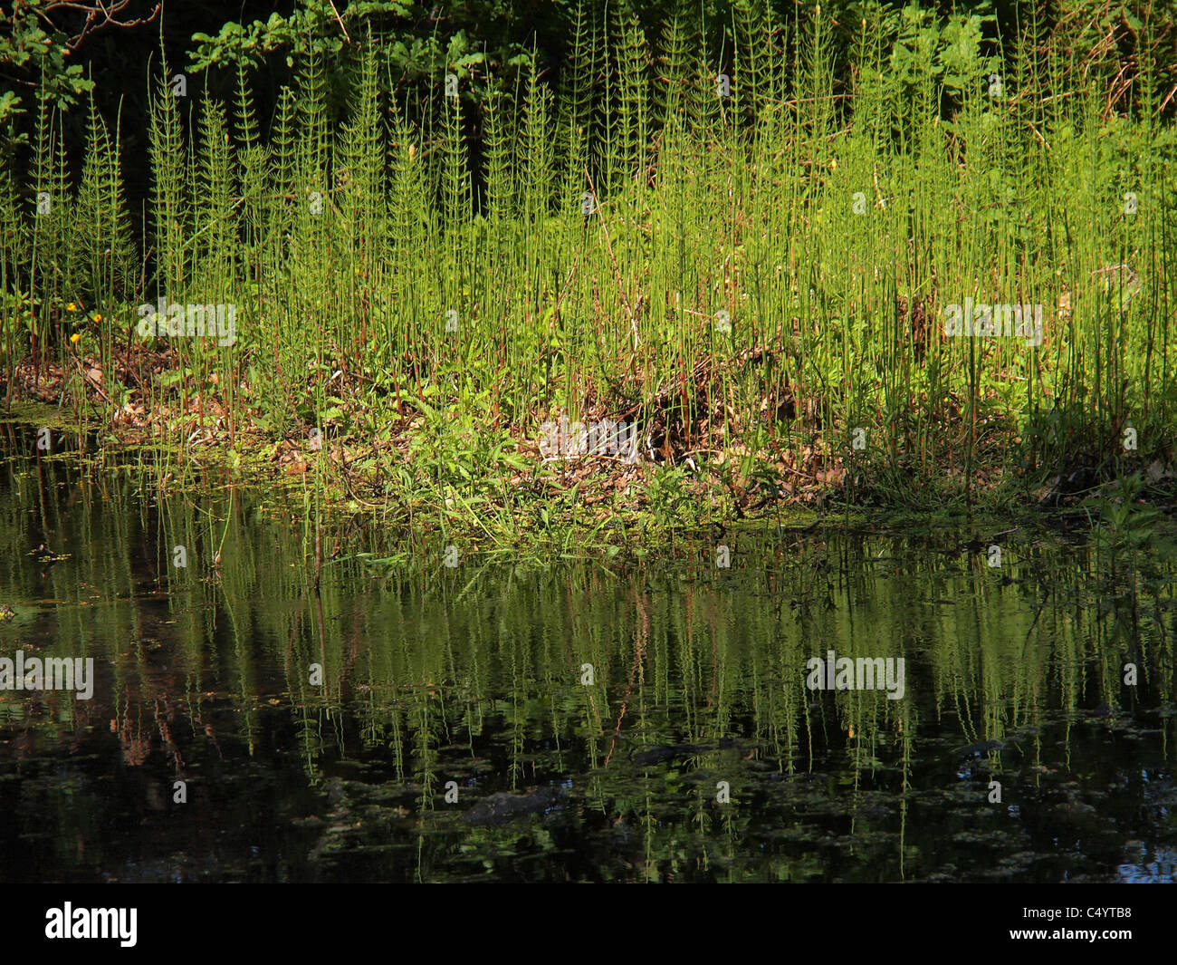 a wetlands conservation area and nature reserve Stock Photo - Alamy