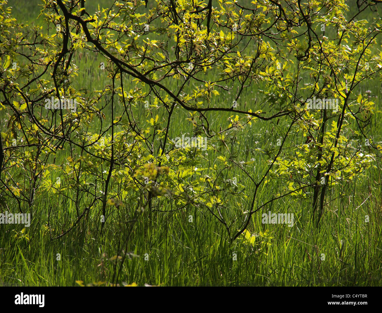 a view of a wood or a forest with trees and leaves Stock Photo - Alamy