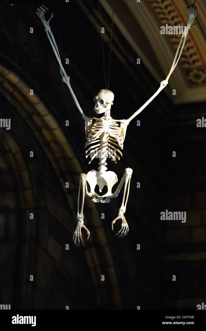 Monkey exhibit in the Natural History Museum, London Stock Photo - Alamy