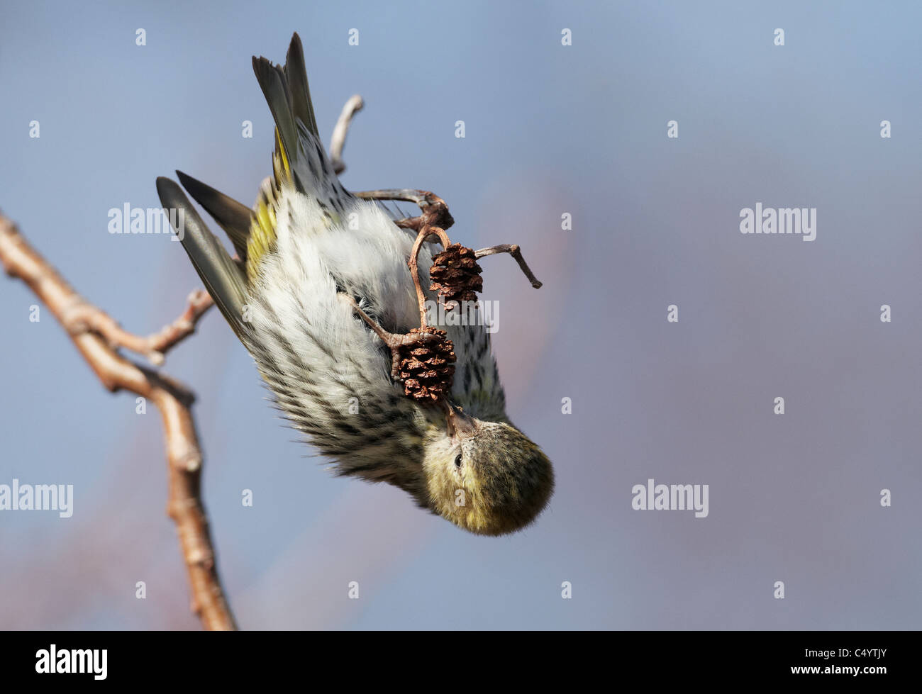 Eurasian Siskin (Carduelis spinus) hanging upside-down on an Elder twig ...