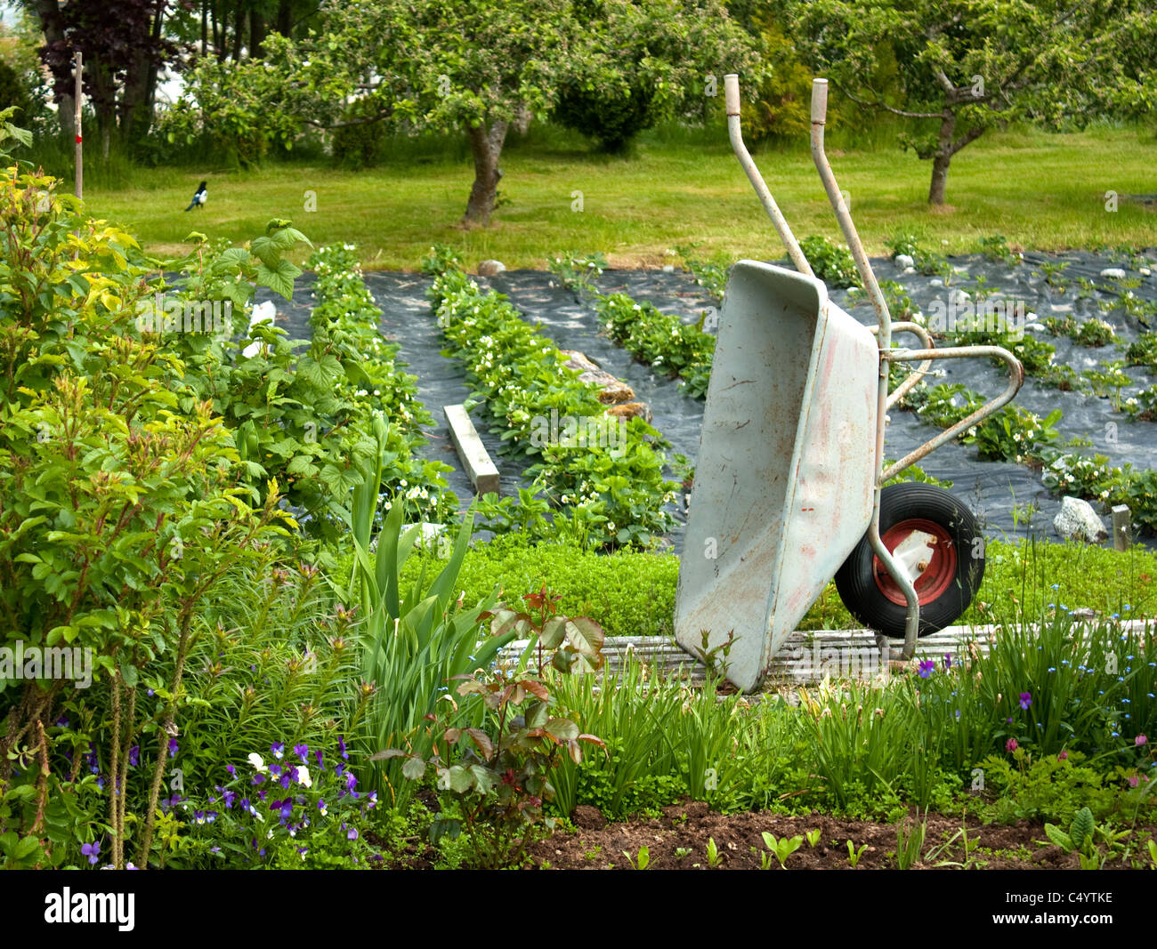 Kitchen garden hi-res stock photography and images - Alamy