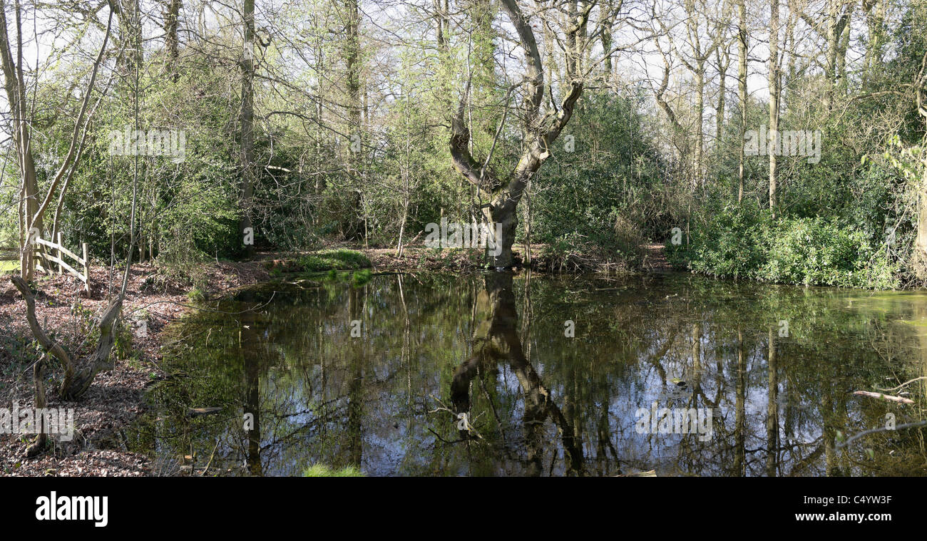 a lake or pond in a wood Stock Photo - Alamy