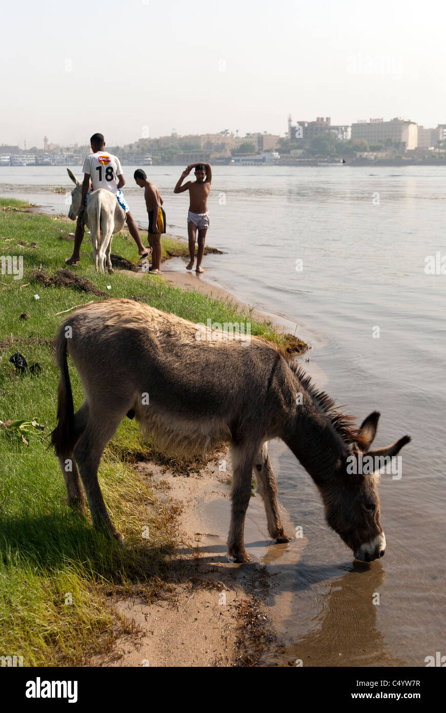 Donkey drinking in the Nile near Luxor - Upper Egypt Stock Photo - Alamy