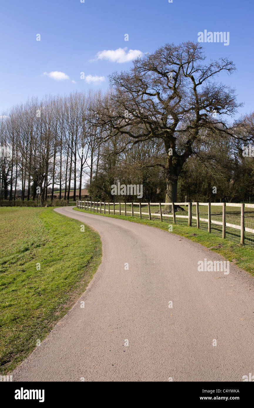 road with trees Stock Photo - Alamy