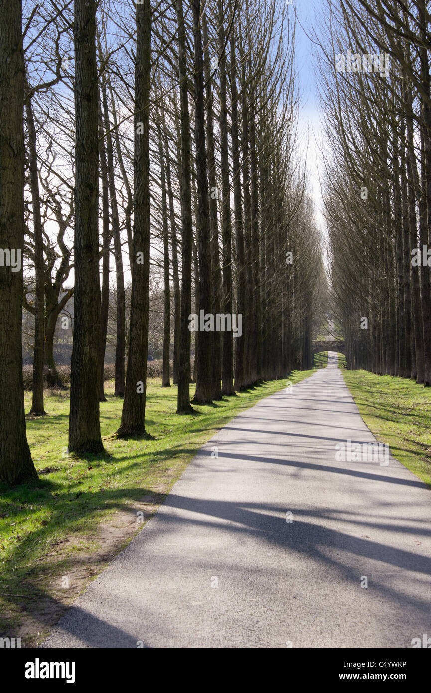 road with trees Stock Photo - Alamy