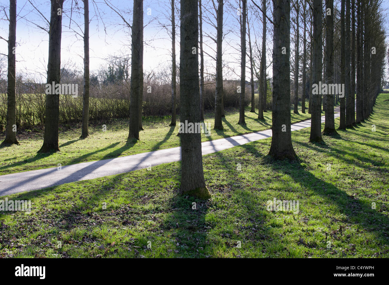 road with trees Stock Photo - Alamy