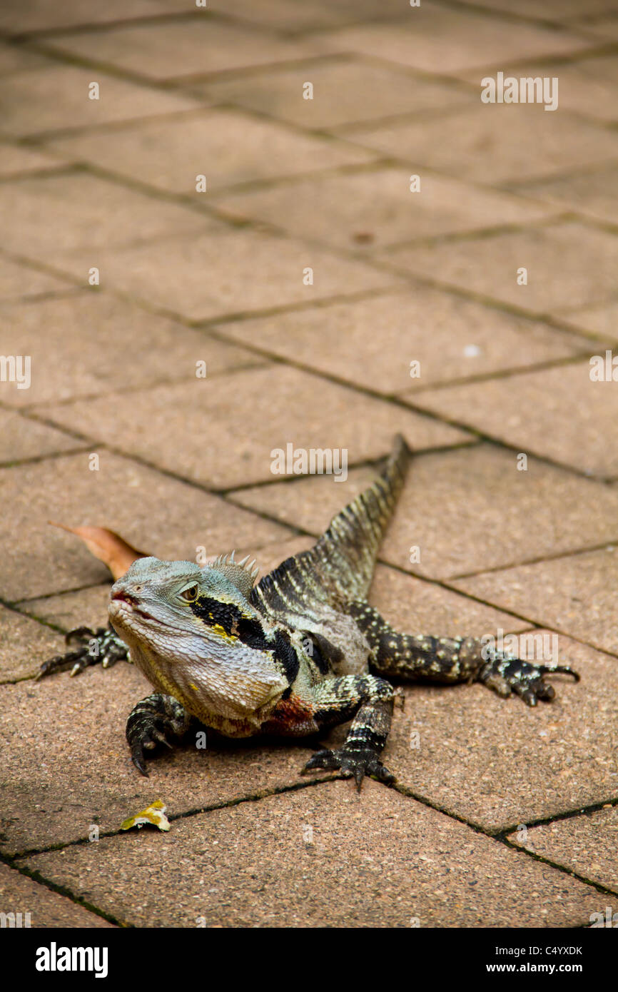 Monitor lizard basking in the sun Stock Photo - Alamy
