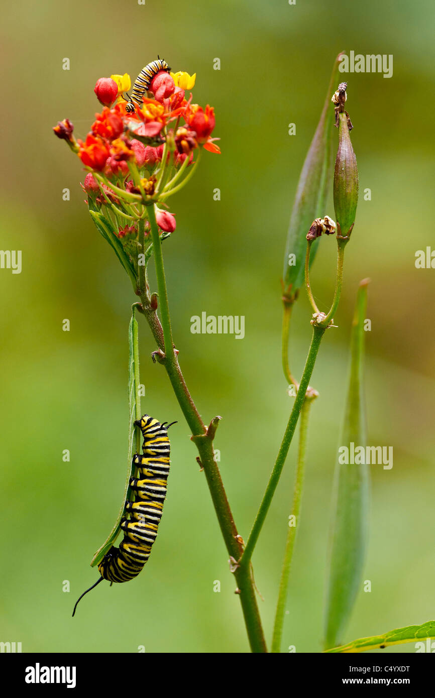Monarca butterfly hi-res stock photography and images - Alamy