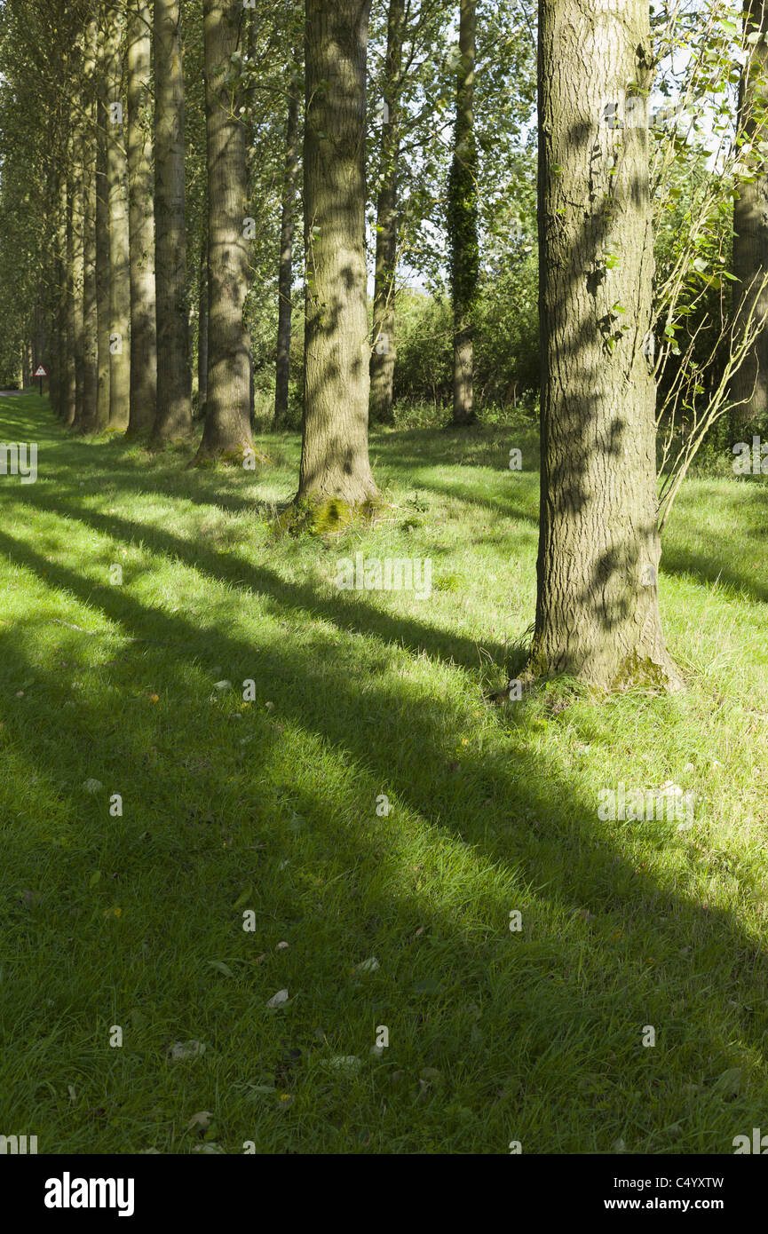 trees forest shadows dappled arden warwickshre Stock Photo - Alamy