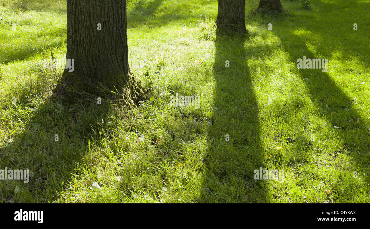 trees forest shadows Stock Photo - Alamy