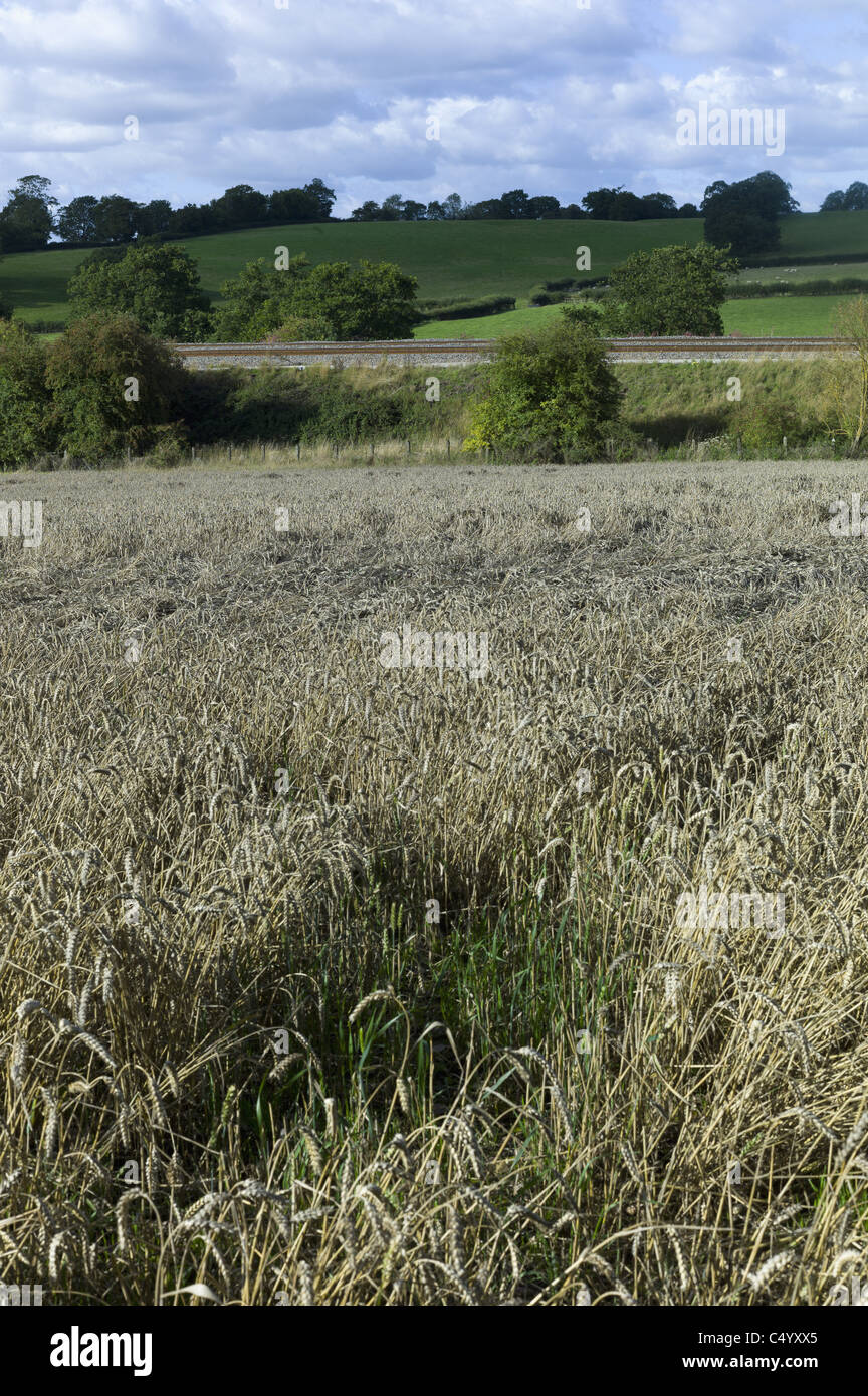 farm crops field agriculture warwickshire uk england Stock Photo - Alamy
