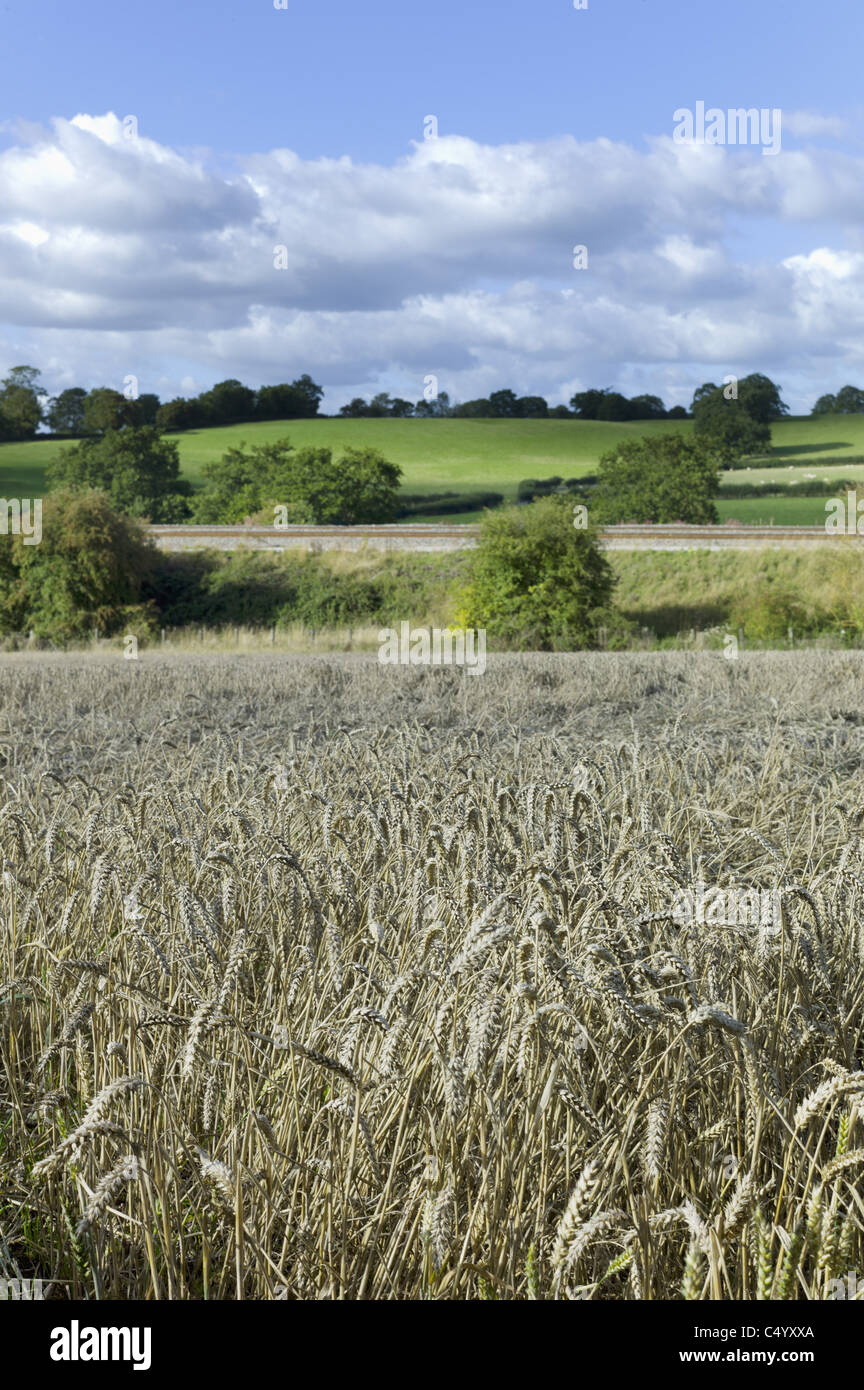 farm crops field agriculture warwickshire uk england Stock Photo - Alamy