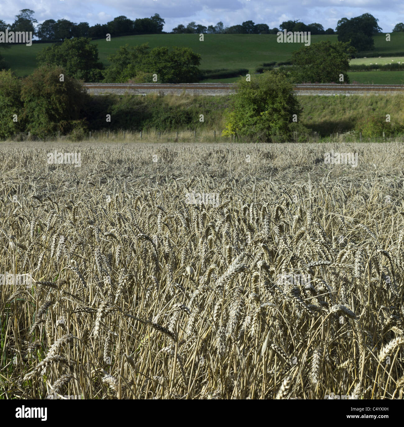 farm crops field agriculture warwickshire uk england Stock Photo - Alamy