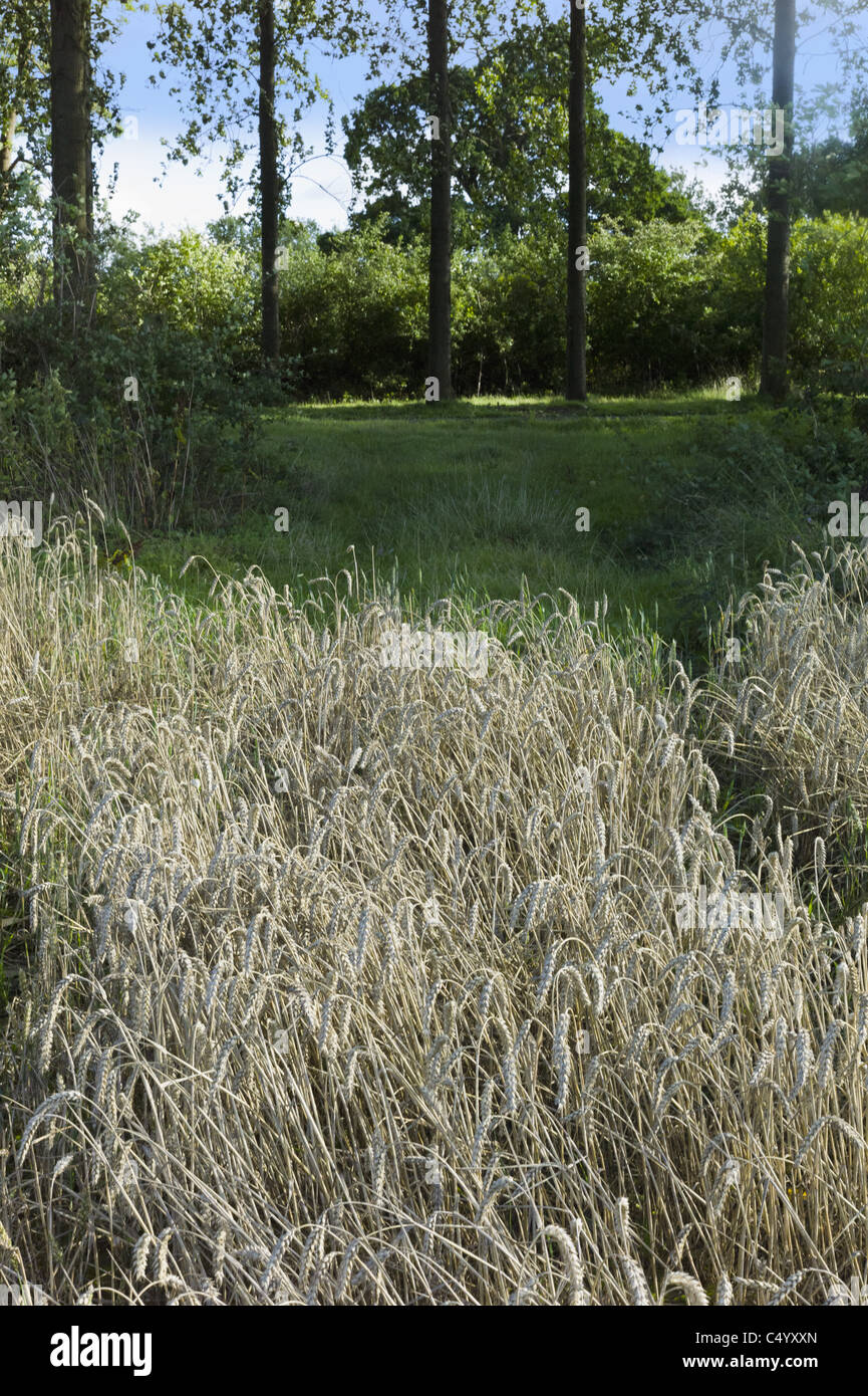 farm crops field agriculture warwickshire uk england Stock Photo - Alamy