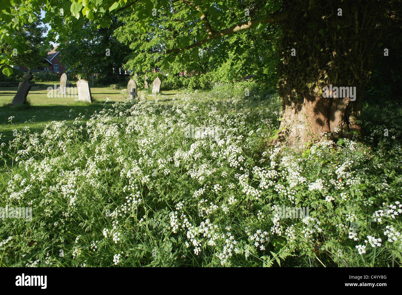 gravestones lit by the sun in a country cemetery Stock Photo - Alamy