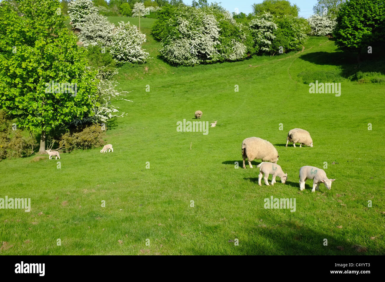 sheep animal farm farming agriculture wool livestock animal Stock Photo ...