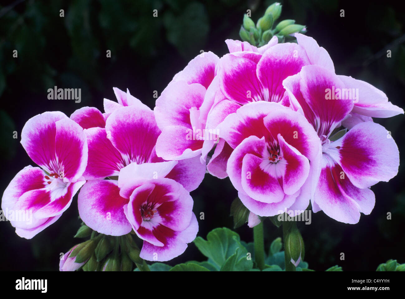 Pelargonium 'Flower Fairy White Splash' pink and white flower flowers ...