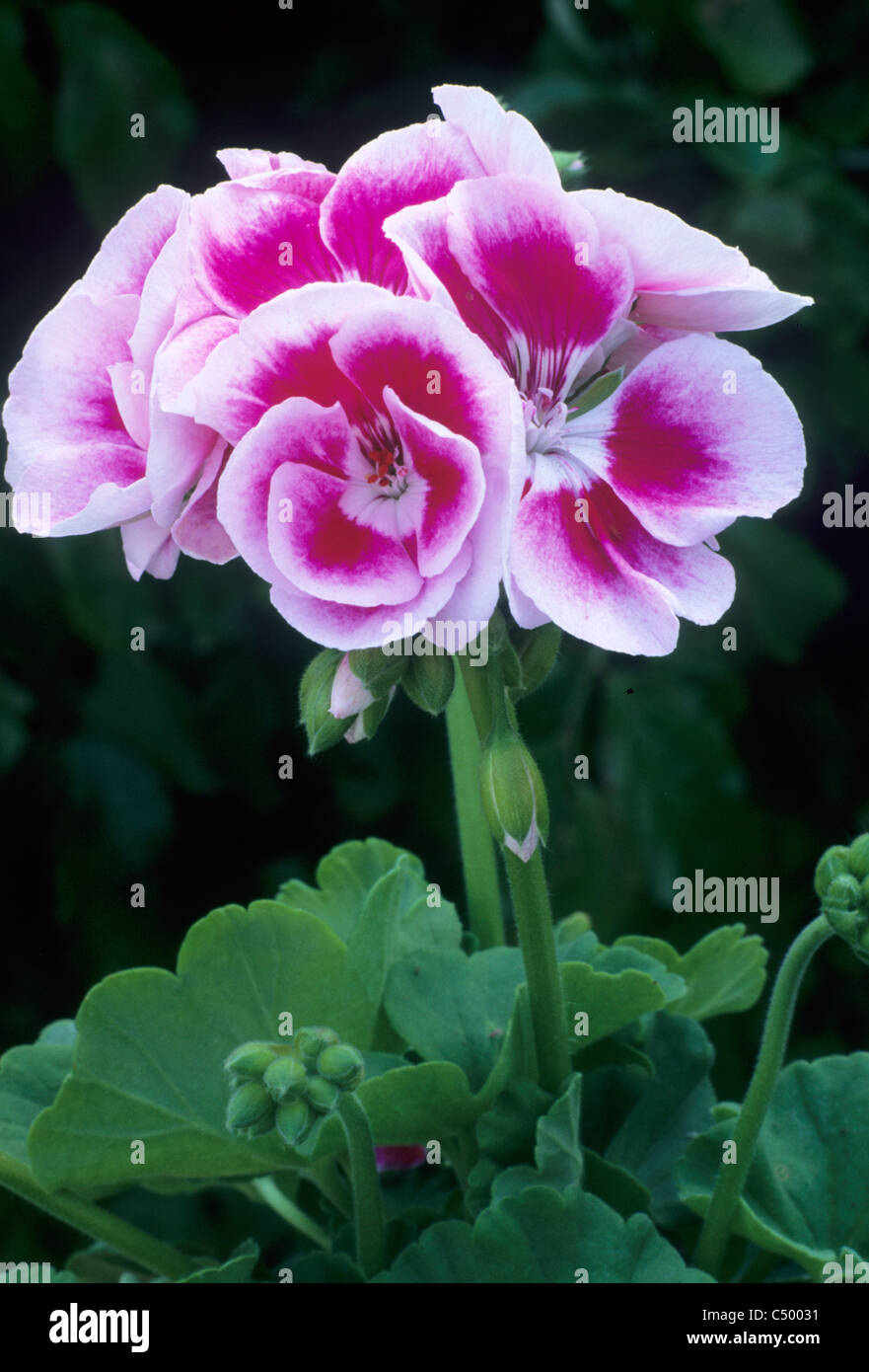 Pelargonium 'Flower Fairy White Splash' pink and white flower flowers ...