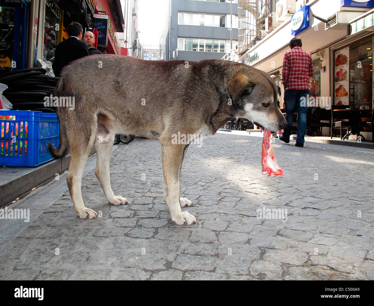 Dog eating hi-res stock photography and images - Alamy