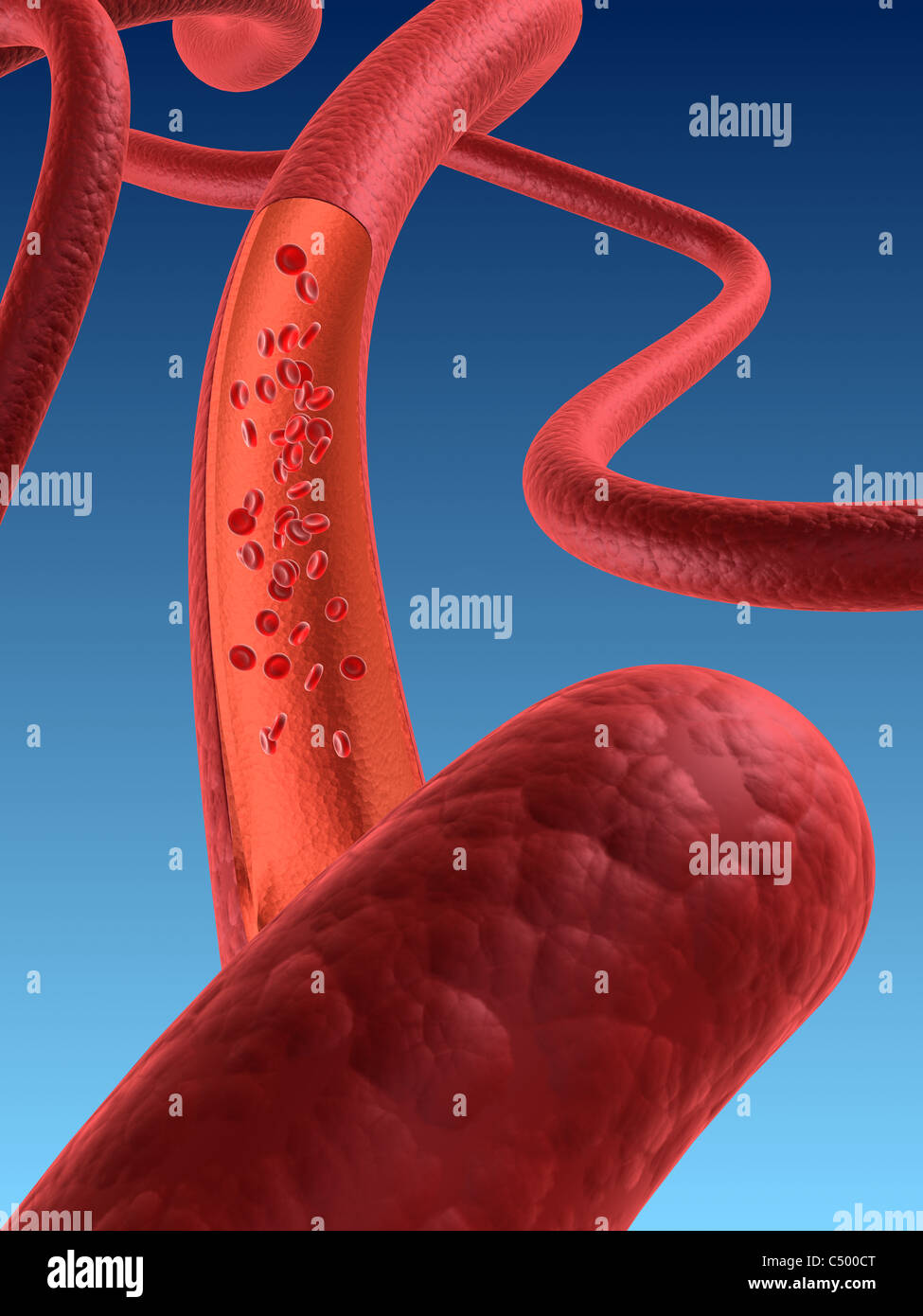 Artery with blood cells Stock Photo - Alamy