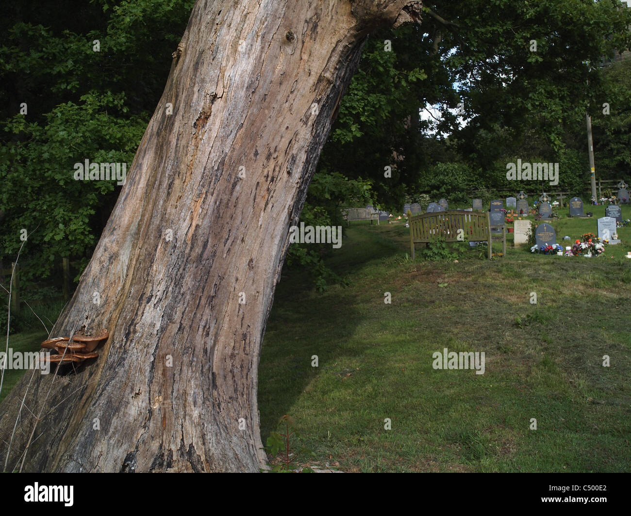 dead tree trunk lying on ground Stock Photo - Alamy