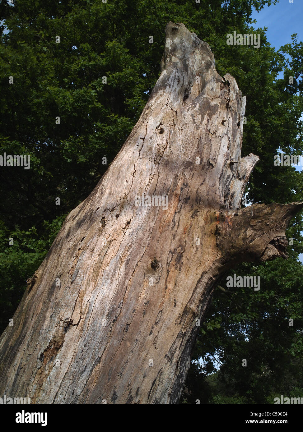 Dead tree trunk lying on hi-res stock photography and images - Alamy