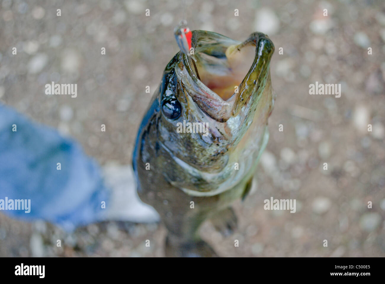 Hook in mouth hi-res stock photography and images - Alamy
