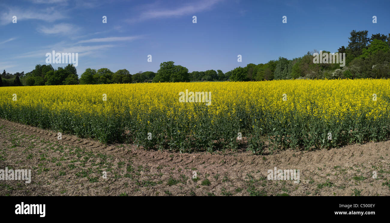farm crops field agriculture warwickshire uk england Stock Photo - Alamy