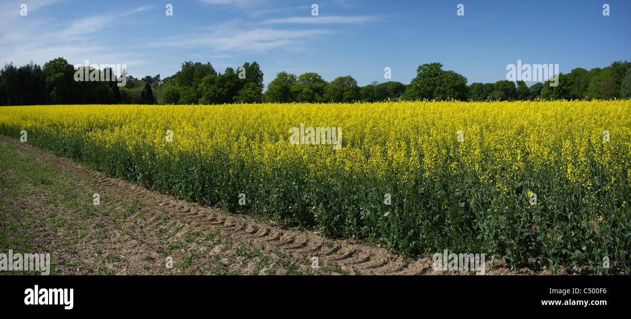 farm crops field agriculture warwickshire uk england Stock Photo - Alamy