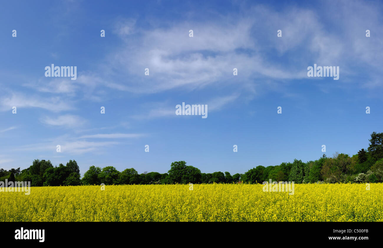 farm crops field agriculture warwickshire uk england Stock Photo - Alamy