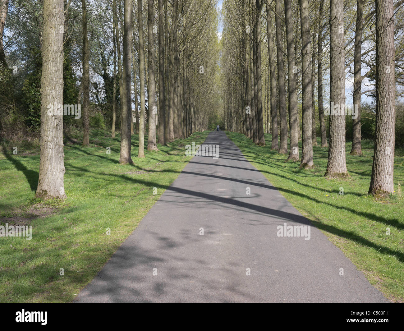 tree lined road lane umberslade warwickshire Stock Photo - Alamy